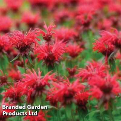 Monarda Cambridge Scarlet 9cm Pot x 1