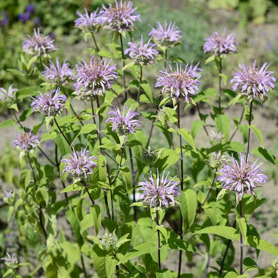Monarda Elsies Lavender 1 Litre Potted Plant x 1