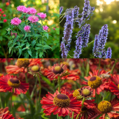 Monarda marshalls delight, agastache bonariensis & helenium ranchera 3 ...