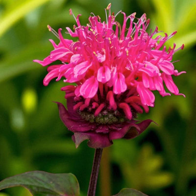 Monarda Pink Supreme Plant 1 x 9cm Pot - Bee Balm Hardy Summer ...