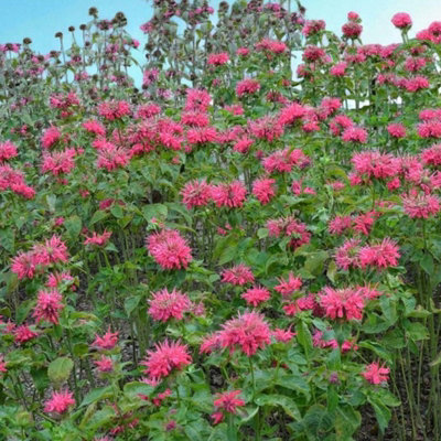 Monarda Pink Supreme Plant 1 x 9cm Pot - Bee Balm Hardy Summer ...