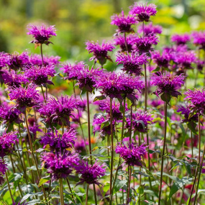 Monarda 'Scorpion' - 1Ltr Potted - Marginal Aquatic Pond Plant