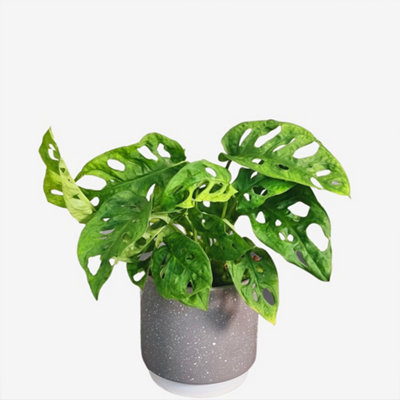 Monkey Leaf Monsterra Houseplant with Pot, Houseplant Real Indoor Plant