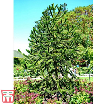 Monkey Puzzle Tree 7cm Potted Plant x 1