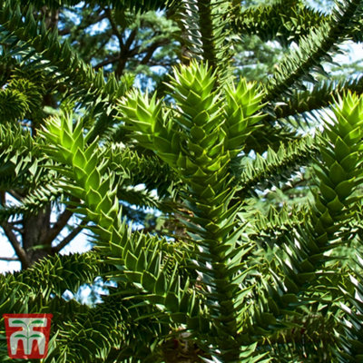 Monkey Puzzle Tree 7cm Potted Plant x 1