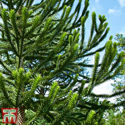 Monkey Puzzle Tree 7cm Potted Plant x 1