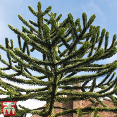 Monkey Puzzle Tree 7cm Potted Plant x 1