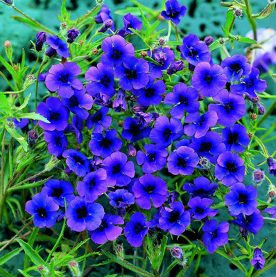 Monopsis Regal Purple Seeds - Midnight Blue Annual Flower for Baskets ...