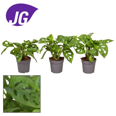 Monstera Ad Monkey Leaf, 7cm Pot Size, 20cm Tall, Swiss cheese plant ...