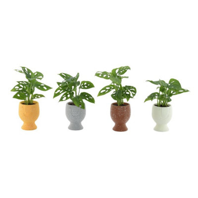 Monstera Ad Monkey Leaf Kerami, 7cm Pot Size, 15cm Tall, Monstera ...