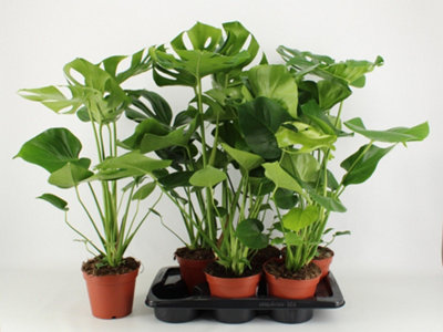Monstera Deliciosa, 17cm Pot Size, 50cm Tall, Swiss cheese plant ...