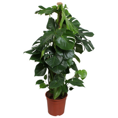 Monstera Deliciosa, 27cm Pot Size, 120cm Tall, Swiss cheese plant ...