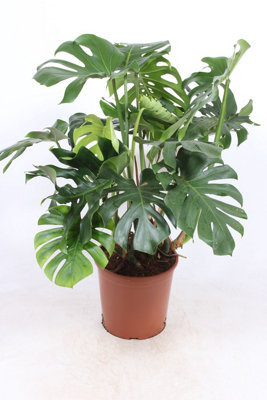 Monstera Deliciosa, 30cm Pot Size, 90cm Tall, Swiss cheese plant ...