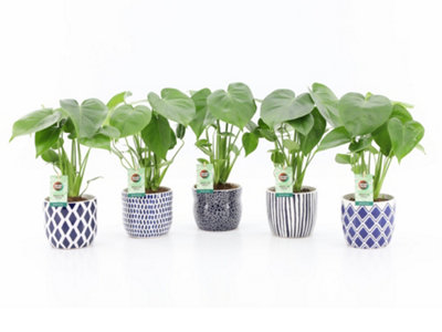 MONSTERA DELICIOSA CERAMIC DE, 13CM POT SIZE, 40CM TALL, MONSTERA ...