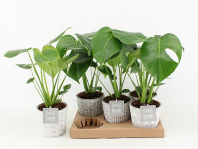 Monstera Deliciosa Ceramic St, 13cm Pot Size, 40cm Tall, Swiss cheese ...