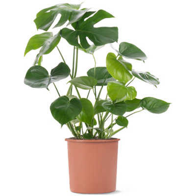 Monstera Deliciosa - Trendy and Lush Indoor Plant for Interior Spaces ...