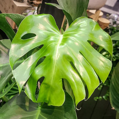 Monstera Deliciosa - Trendy and Lush Indoor Plant for Interior Spaces ...