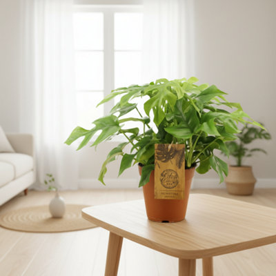 Monstera Minima Pot size 15 Cm Height 40 Mini Indoor Houseplant