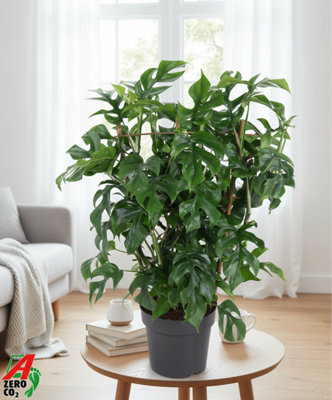 Monstera Minima Pot size 19 Cm Height 60 Mini Indoor Houseplant