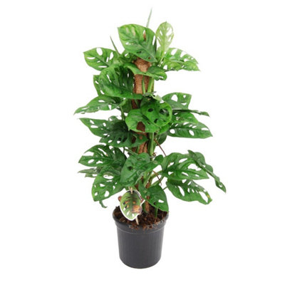 Monstera Ob Monkey Leaf, 16cm Pot Size, 70cm Tall, Monstera Obliqua ...