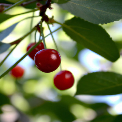 Morello Cherry (Prunus avium) Tree - 7Ltr Potted