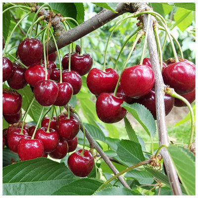 Morello Cherry Tree 4-5ft Self-Fertile,Ready to Fruit.Great For Jam ...