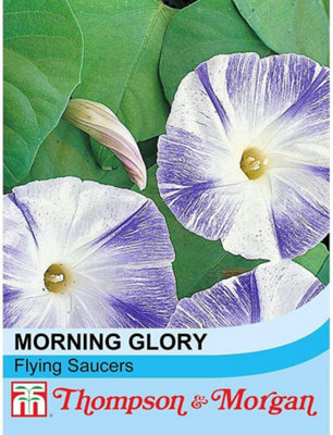 Morning Glory Flying Saucers 1 Seed Packet (35 Seeds) | DIY at B&Q
