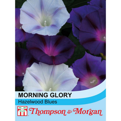 Morning Glory Hazelwood Blues 1 Packet (35 Seeds) | DIY at B&Q