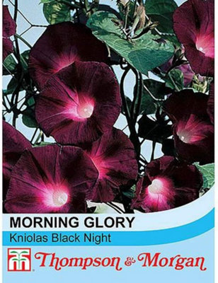 Morning Glory Kniola's Black Knight 1 Packet (30 Seeds)