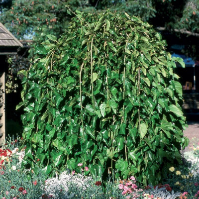 Morus Alba Pendula Weeping White Mulberry 12 Litre Pot 1.2 - 1.5m Tall ...