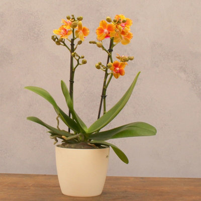 Moth Orchid Orange Exclusivo Juno Phalaenopsis Indoor Plant 12cm Pot ...