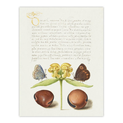 Moths Jerusalem Sage and Beans Calligraphy Wall Art Poster Print 12X16"