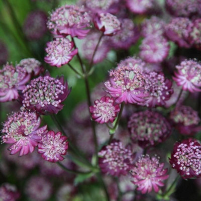 Moulin Rouge Masterwort Perennials Flowering Plants Astrantia 2L Pot