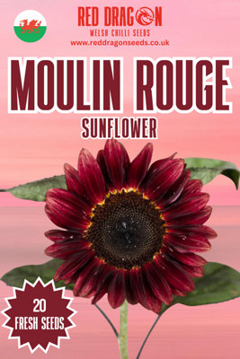 Moulin Rouge Sunflower Seeds - 20 Fresh Seeds