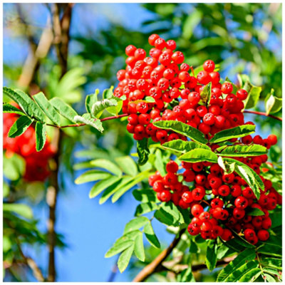 Mountain Ash (Rowan) Plant / Sorbus Aucuparia Tree, 3-4ft Tall, in 1L ...