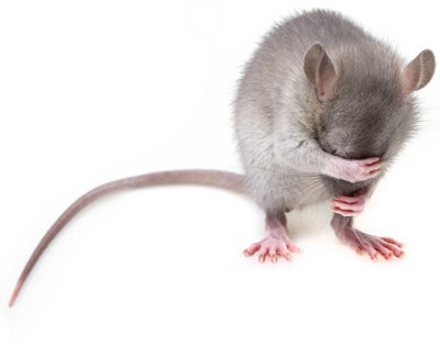 Mouse Shield (300ml Tube) mouse proofing Environmentally friendly and ...