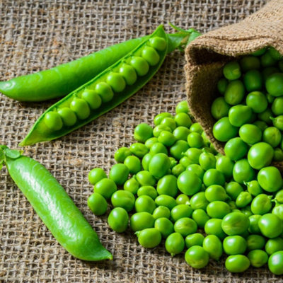 Mr. Big Pea Seeds - Extra-Large Pods High Yield Disease Resistant Easy ...