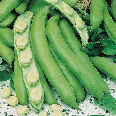 Mr. Fothergills Broad Bean Witkiem Manita Seeds