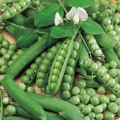 Mr. Fothergills Pea Ambassador Seeds