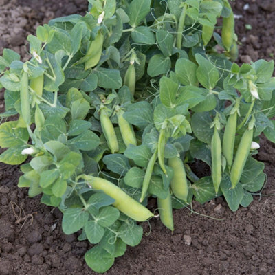 Mr. Men Little Miss Pea Half Pint Dwarf Seeds - Fast-Growing Sweet Peas ...