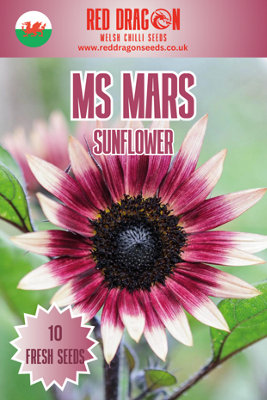 Ms Mars Sunflower Seeds - 10 Fresh Seeds