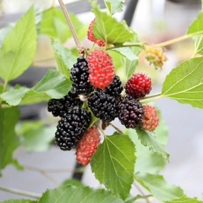 Mulberry Dwarf Mojo Berry RHS Flower 2017 Outdoor Fruit Tree 12L Pot ...