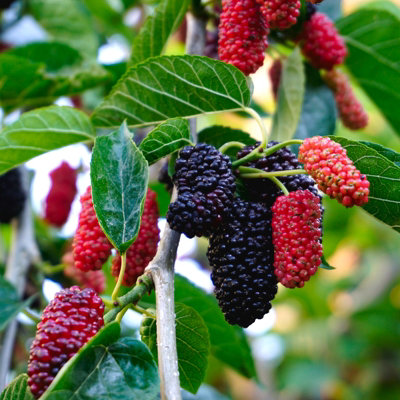 Mulberry Mojo Berry in 9cm Pot - Dwarf Fruit Plant - Morus rotundiloba ...
