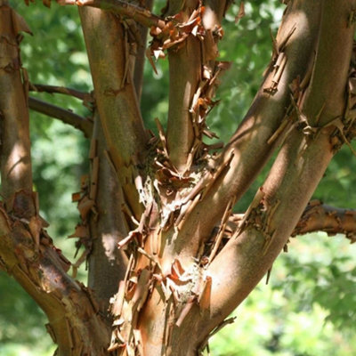 Multi Stemmed Paperbark Maple Shrub Plant Acer Griseum 12L Pot 80cm - 100cm