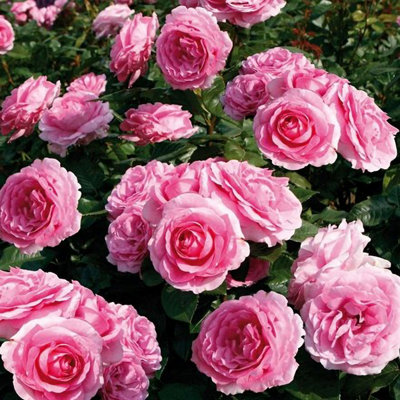 Mum in a Million Rose Bush Pink Flowering Roses Hybrid Tea Rose 4L Pot ...