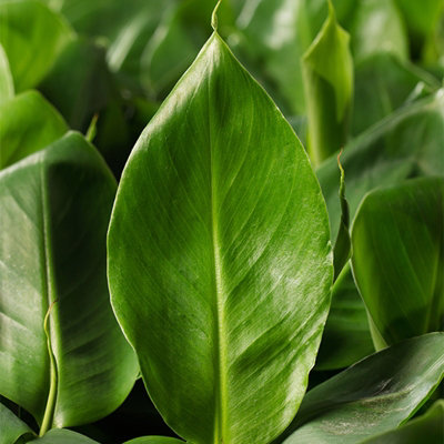 Buy Musa Acuminata Banana Plant - Houseplant in 12cm Pot - Fast Growing ...