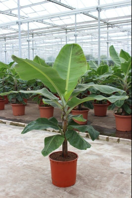 Musa Dwarf Cavendish, 34cm Pot Size, 200cm Tall, Banana, Indoor Houseplant