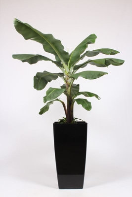 Musa Dwarf Cavendish Kunstof P , 40cm Pot Size , 200cm Tall , Banana ...