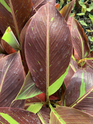 Musa Siam Ruby Blood Banana Plug Plant