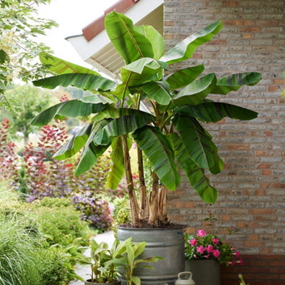 Musa Sikkimensis Ever Red Banana 9cm Pot Exotic House Plants